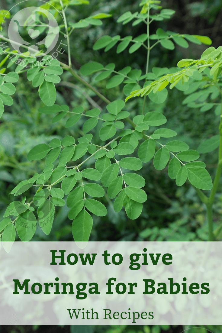 How to give Moringa Leaves for Babies